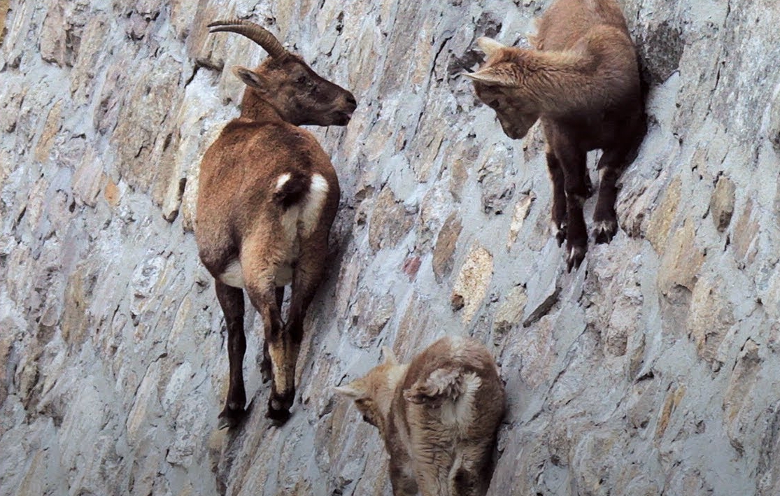 Dónde ver las cabras montesas más espectaculares del mundo